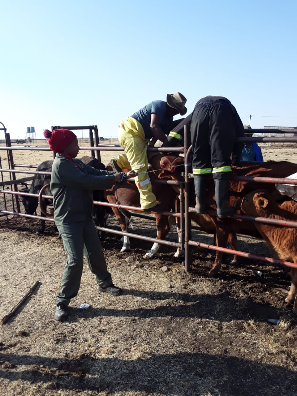 Animal Production Ekurhuleni Agricultural College